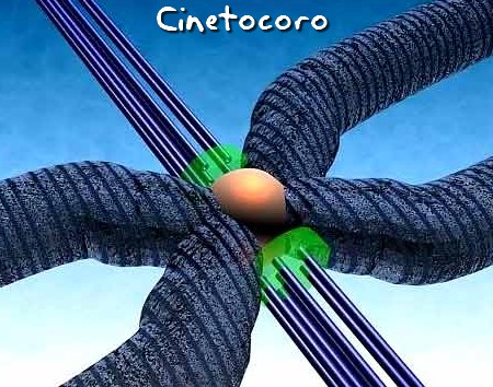 Cuestionario Biología